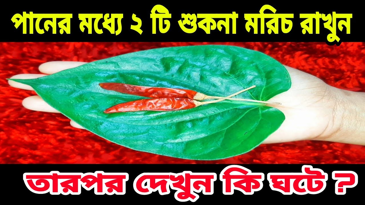 পানের মধ্যে ২ টি শুকনা মরিচ রাখুন তারপর দেখুন কি ঘটেদেখলে পুরো আশ্চর্য হবেন বাঁচবে সারজীবনে