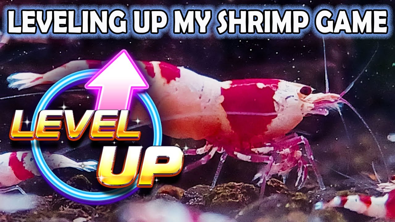 Leveling Up My Shrimp Game - YouTube
