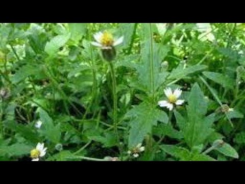 palaka aaku plant use in Ayurvedam||మీ ఇంటి ముందు కనిపించే ఔషధ మొక్క ...