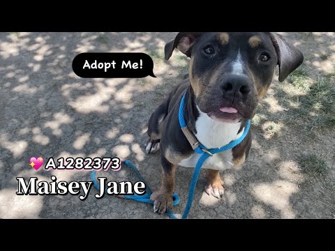 Maisey Jane (A1282373) - YouTube