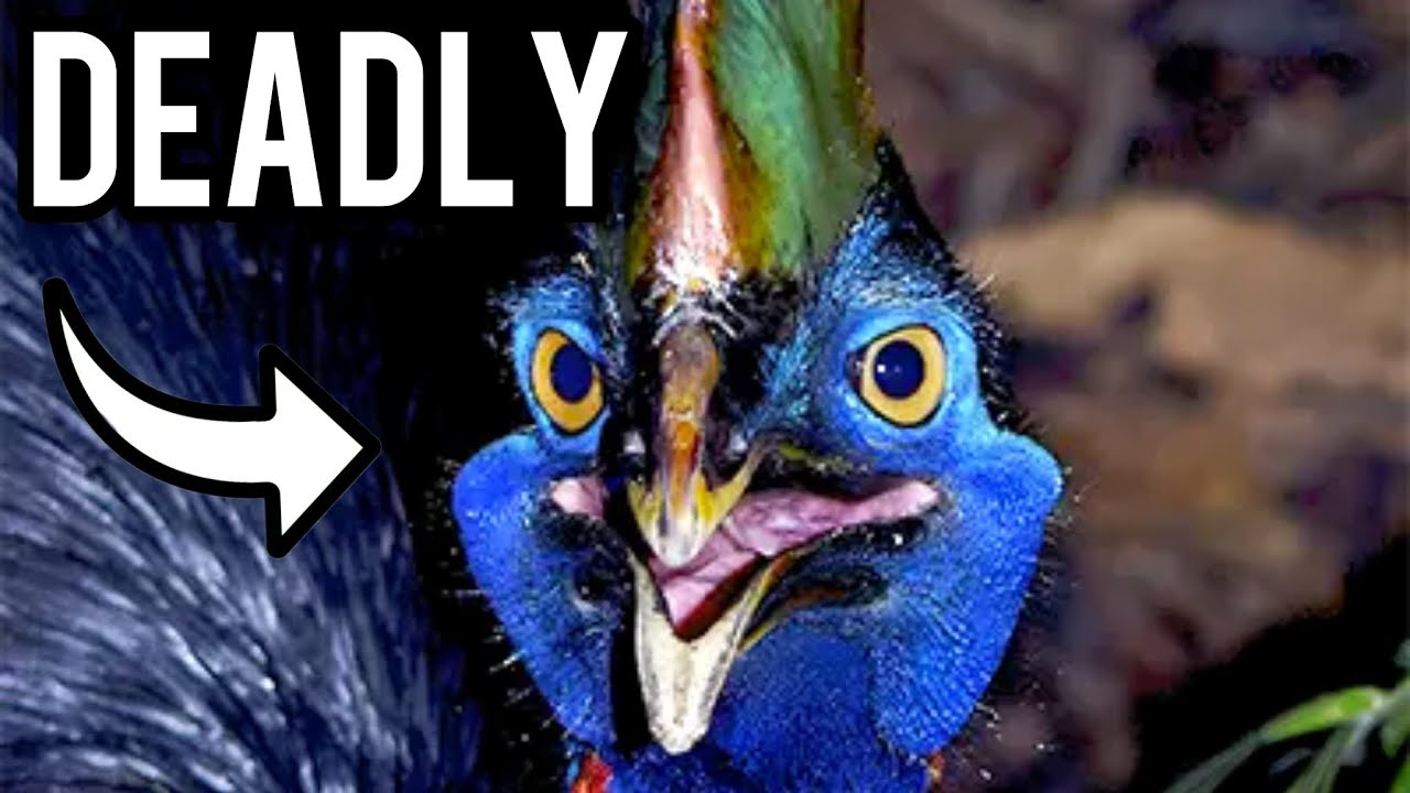Cassowaries: The Most Dangerous Birds on Earth - YouTube