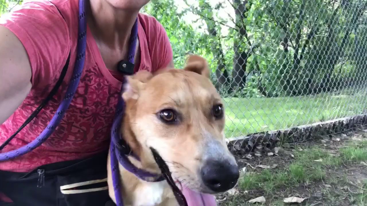 Tone-Dog A174371 - YouTube