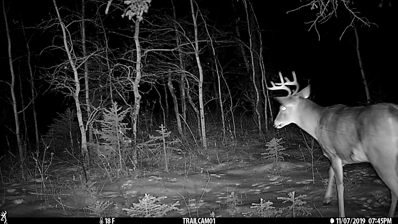 Wolf Feature Trail Camera Pickup November 17 - YouTube