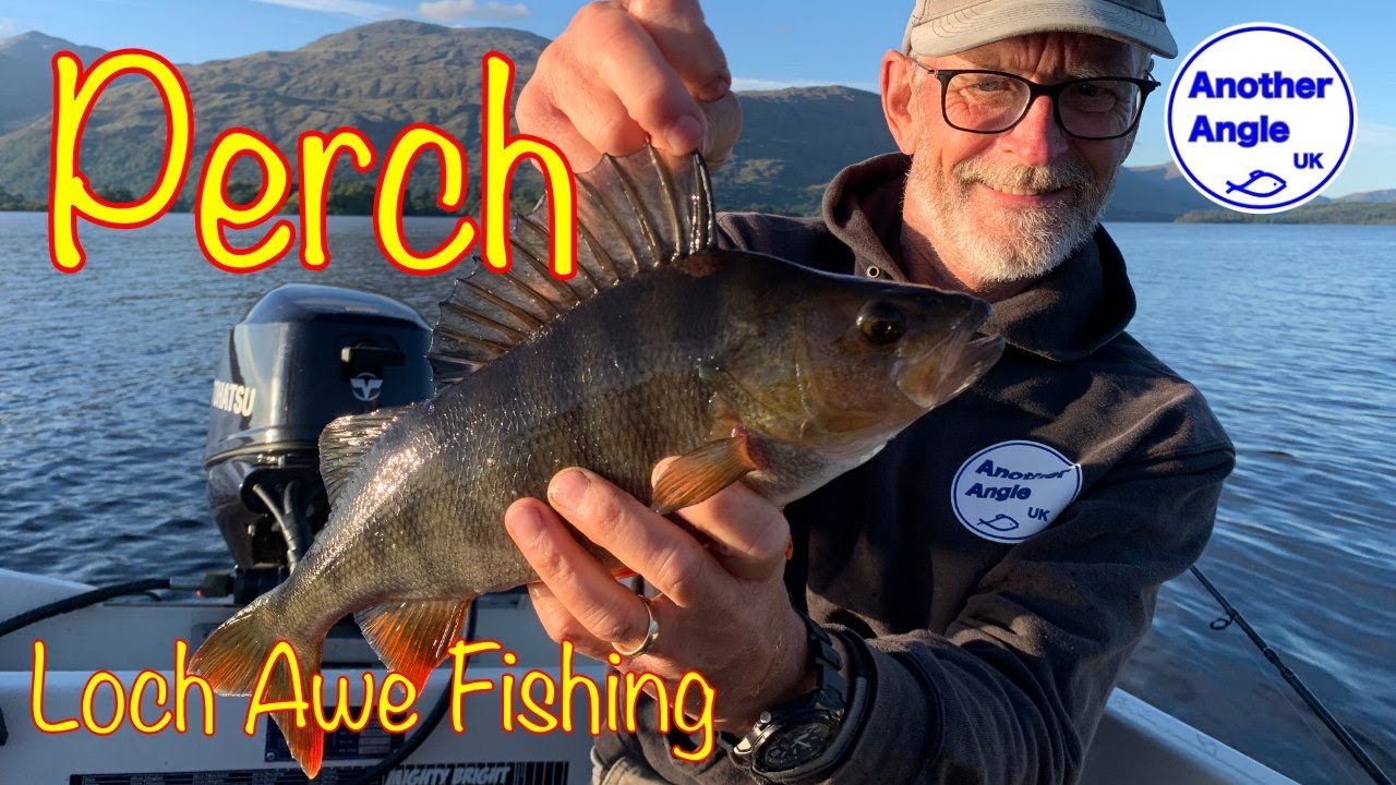 Big Perch Crush the Drop Shot Lures : Fishing Loch Awe. - YouTube
