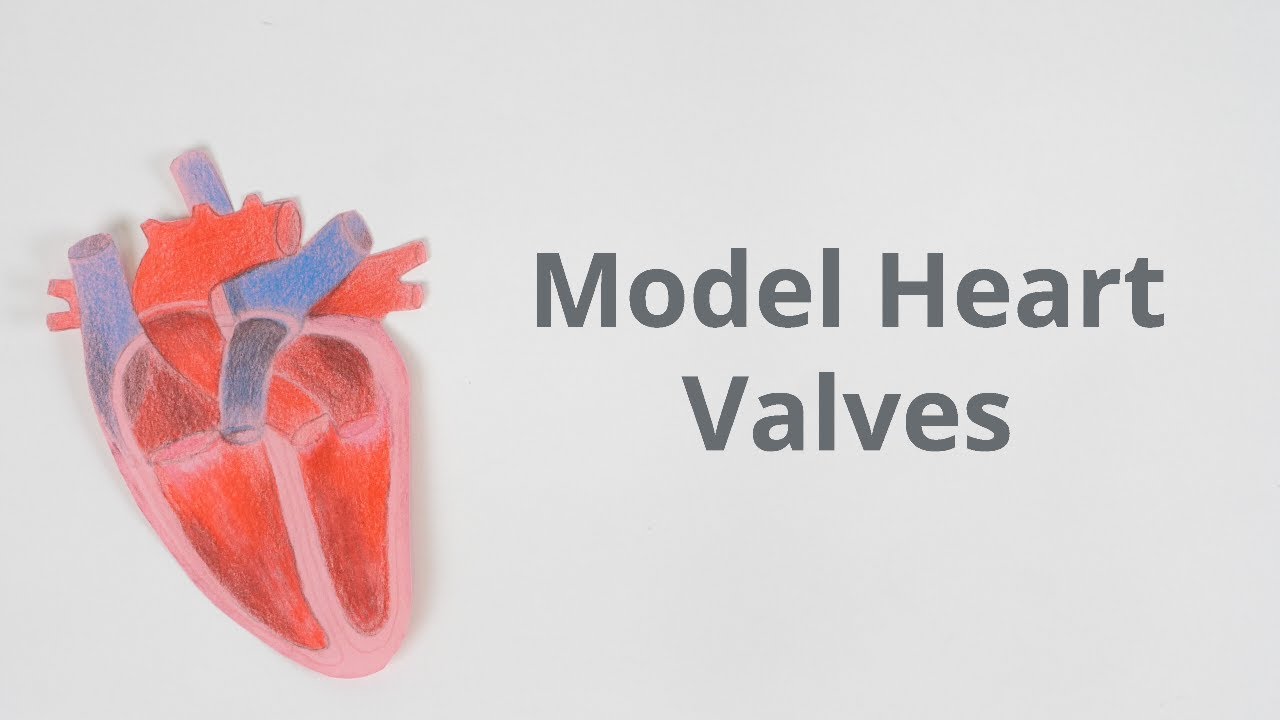 Model Heart Valves - YouTube