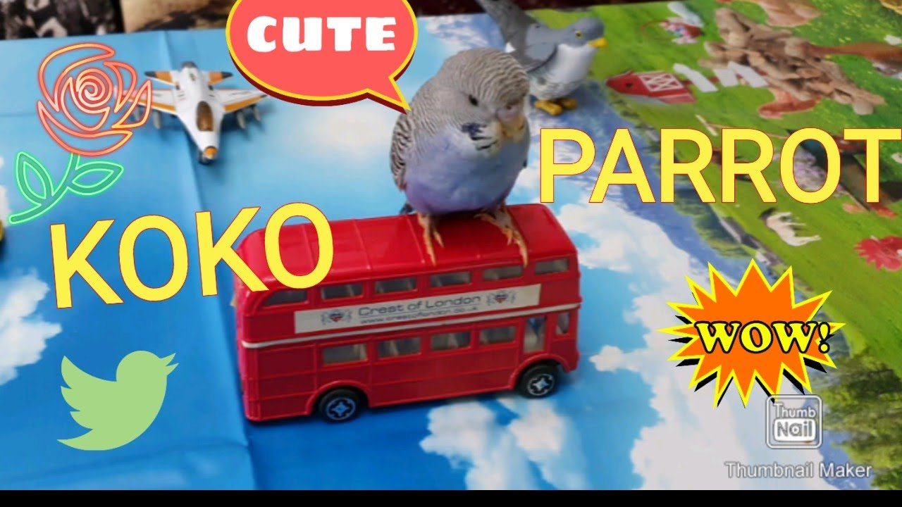 ПОПУГАЙ -PARROT "KOKO " SEE HIMSELF IN A MIRROR - YouTube
