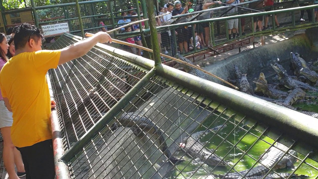 November ‎29, ‎2019 Croc's Feeding 1 - YouTube