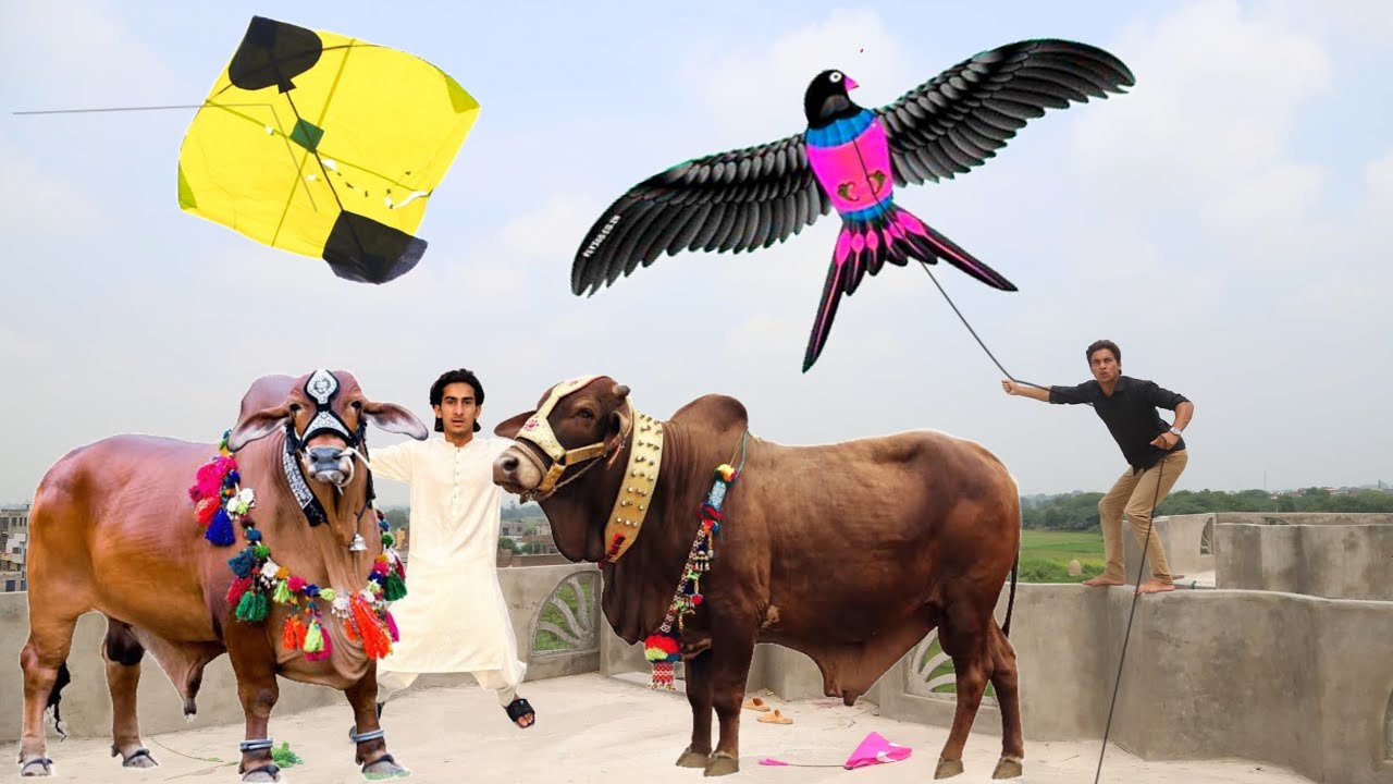 Sparrow Kite Flying & New Eid Cow Catch - YouTube