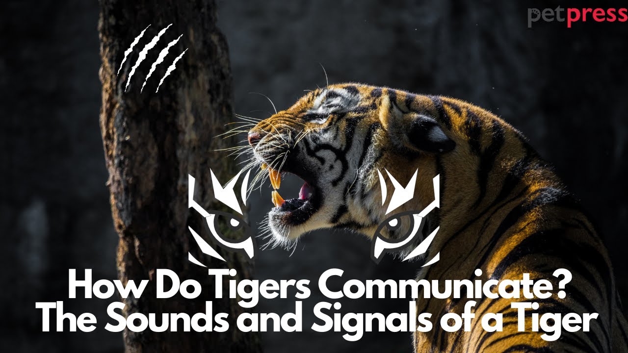 How Do Tigers Communicate? The Sounds and Signals of a Tiger Explained ...