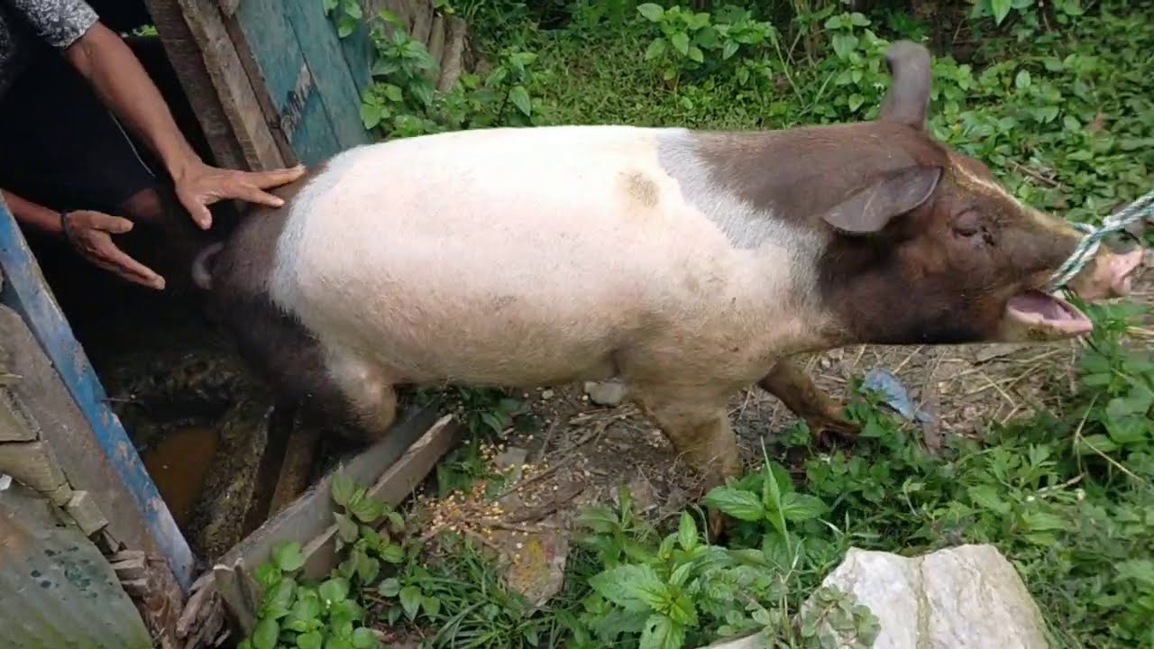 pig cutting in Nepal २०७७/2020 - YouTube