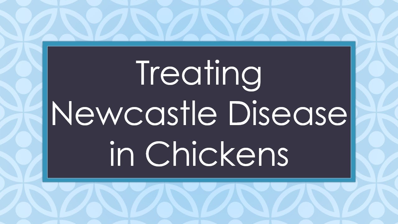 Treating Newcastle Disease in Chickens - YouTube