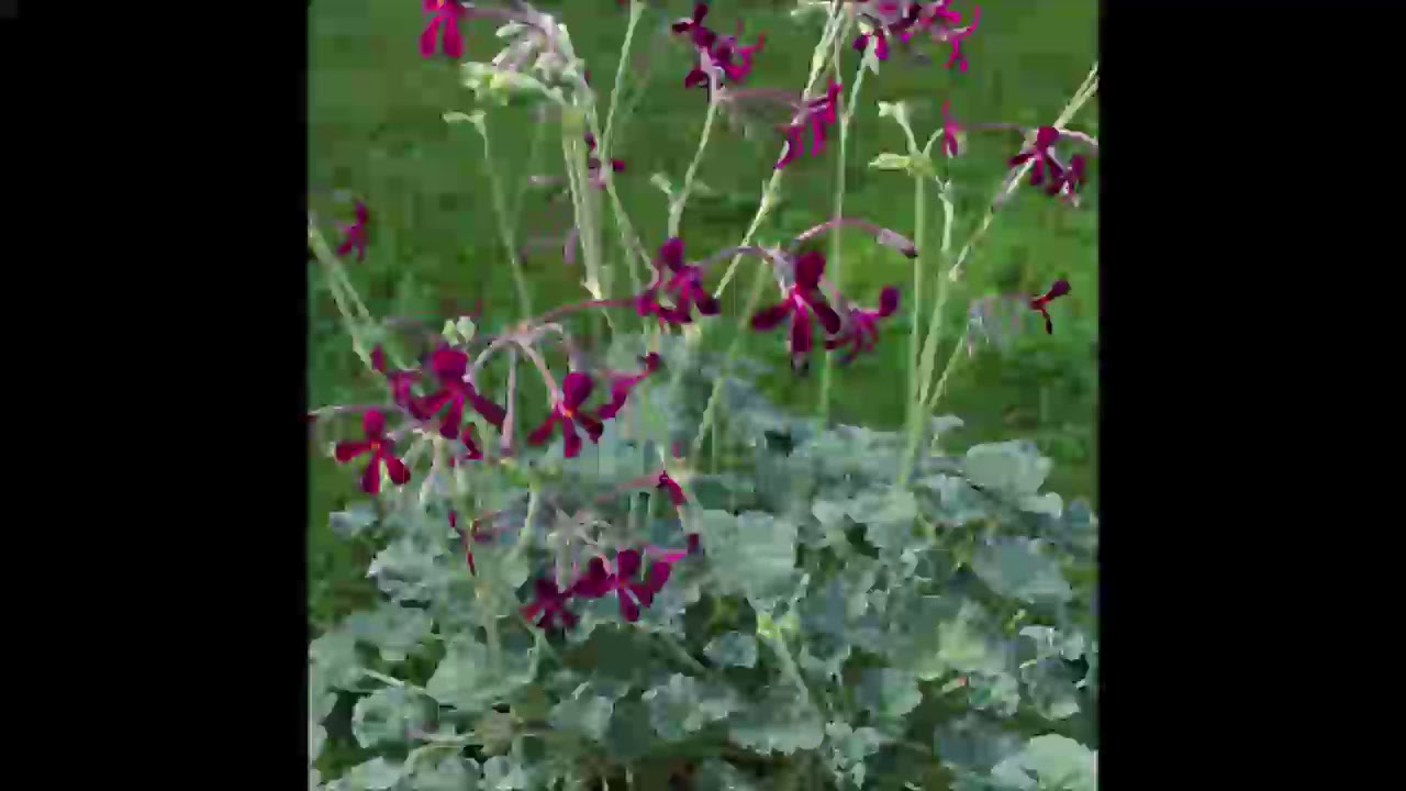 Umckaloabo, Heilpflanze - YouTube