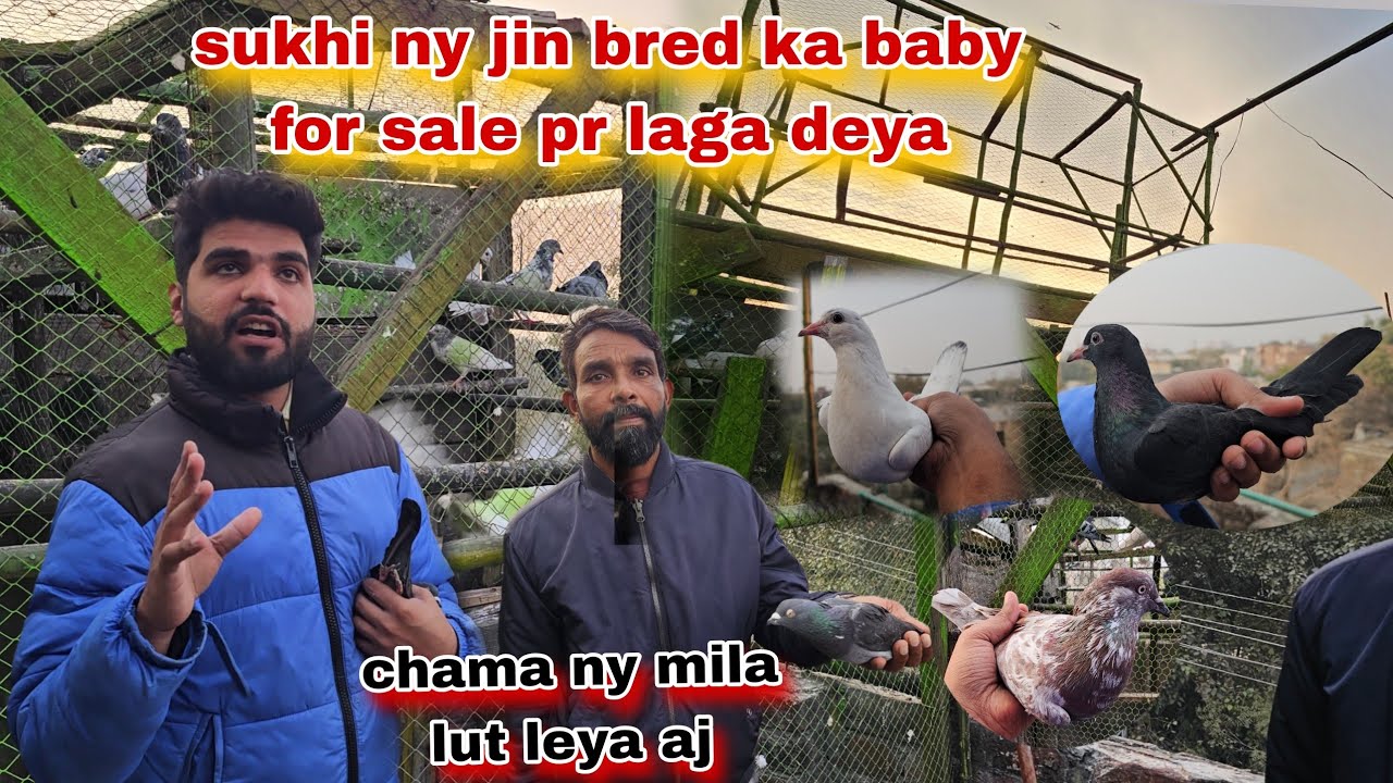 Chama ny aj to mila he lut leya😯sukhi ny sardar gogay waly baby pigeon ...