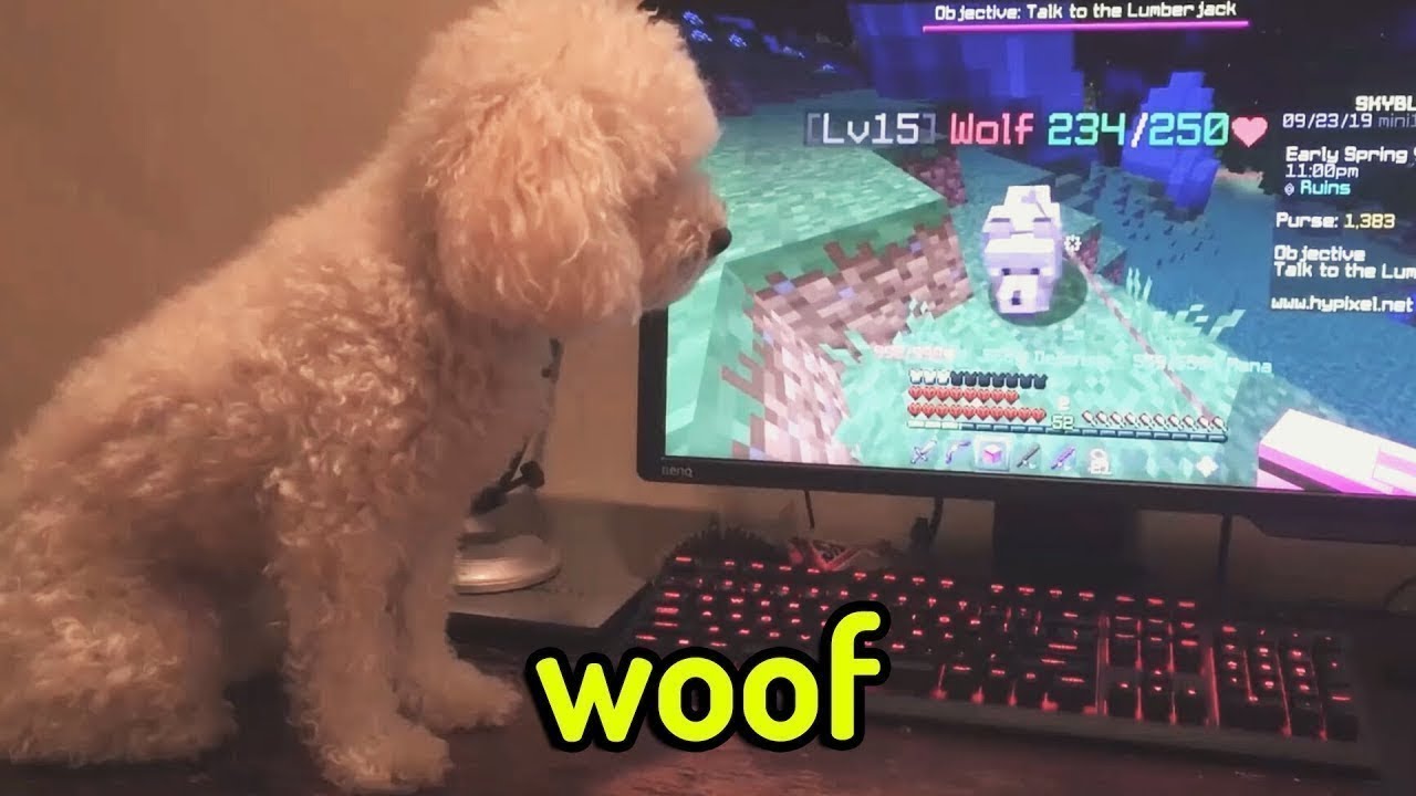 Technoblade's DOG REVEAL - YouTube