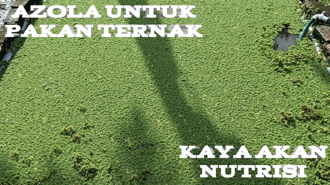 PAKAN ALAMI RUMPUT AZOLA UNTUK TERNAK YANG KAYA AKAN NUTRISI - YouTube