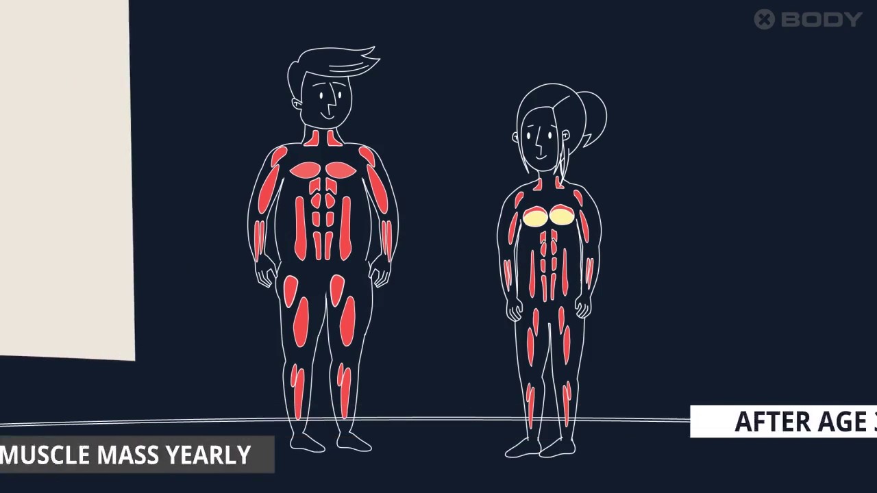 XBODY New Zealand - Why train muscles - YouTube