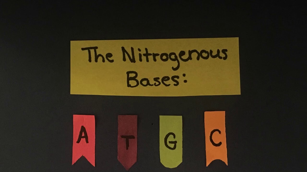 DNA replication project example - YouTube