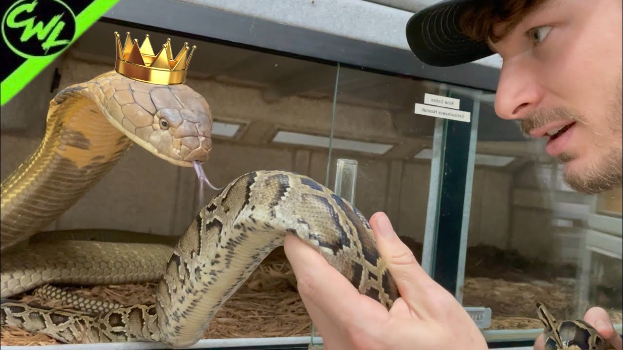King Cobra Snake Face