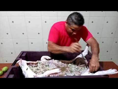 Como Temperar uma leitoa para assar no rolete.