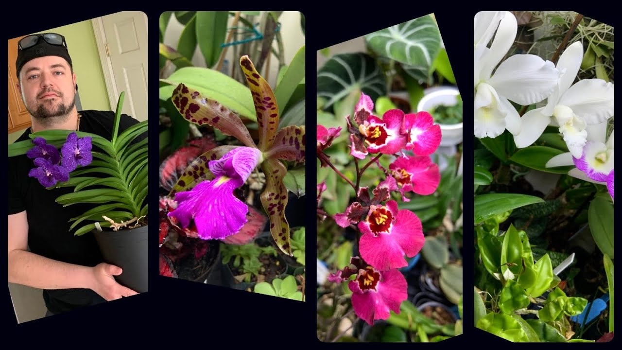 Plant Rant! - Orchid Bloom Tour (Cattleyas, Tolumnias, Vandas, & more ...