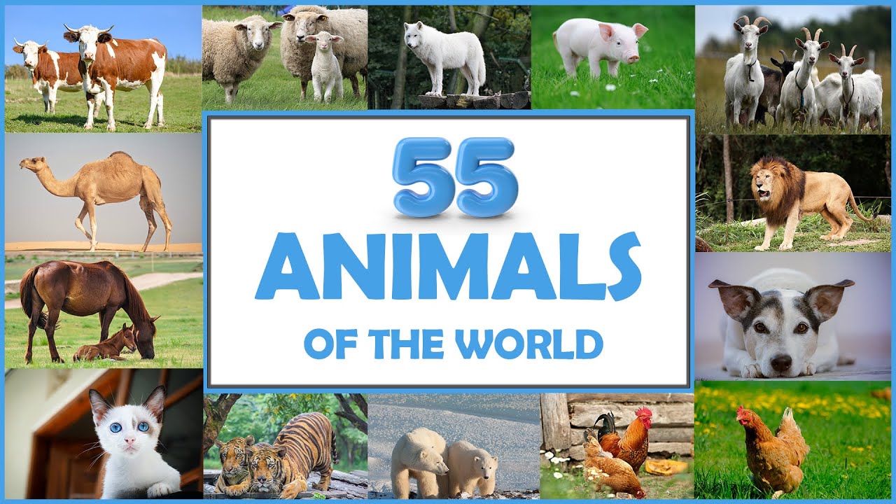 55 Animals of the World - Learning the Different Names and Sounds of ...