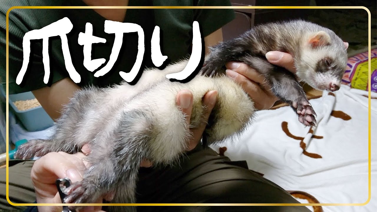 【悟りの境地】フェレットの爪切り ferret!!! Cut a ferret's nails - YouTube