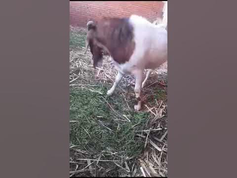 ‍🔥🧿للبيع ذكر د م كامل بور حاجه اللهم صل على النبي العنوان قويسنا منوفيه ...