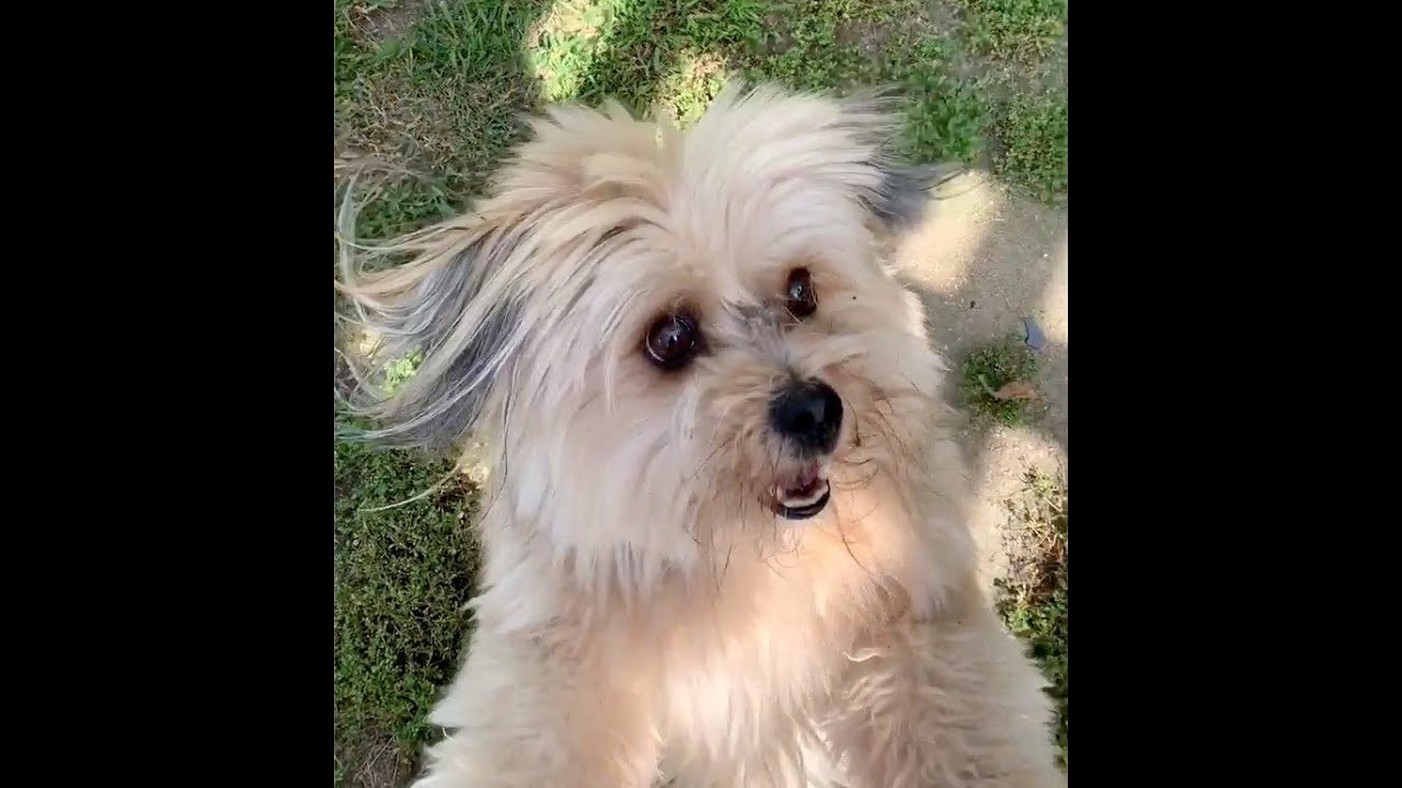 frisky dog fetching with vigor - YouTube