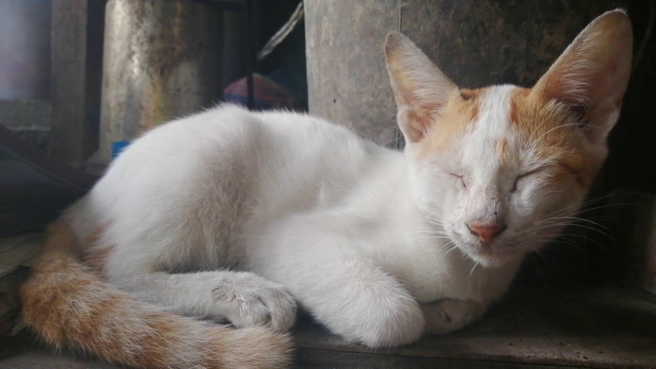 Sleeping iring Kabang | Sleeping Cat - YouTube