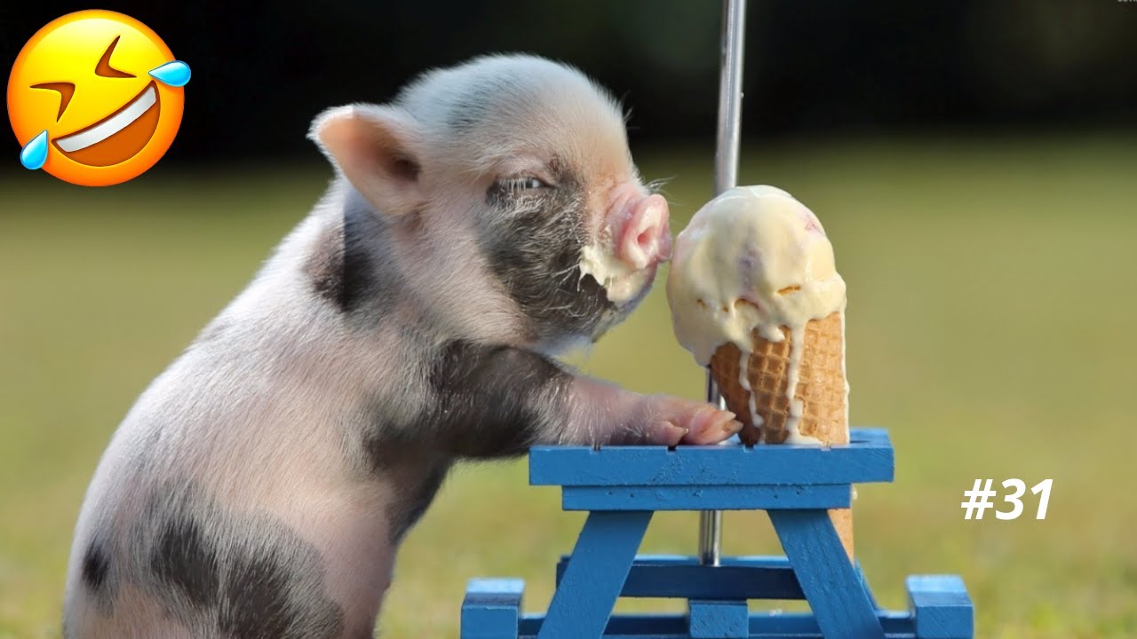 Very Funny Animal Video😂Try Not Laughing Challenge😂Funniest Video ...