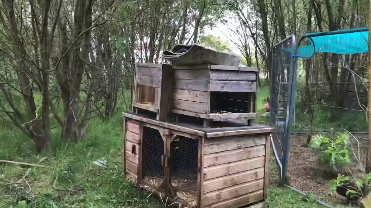 The fox comes back - YouTube
