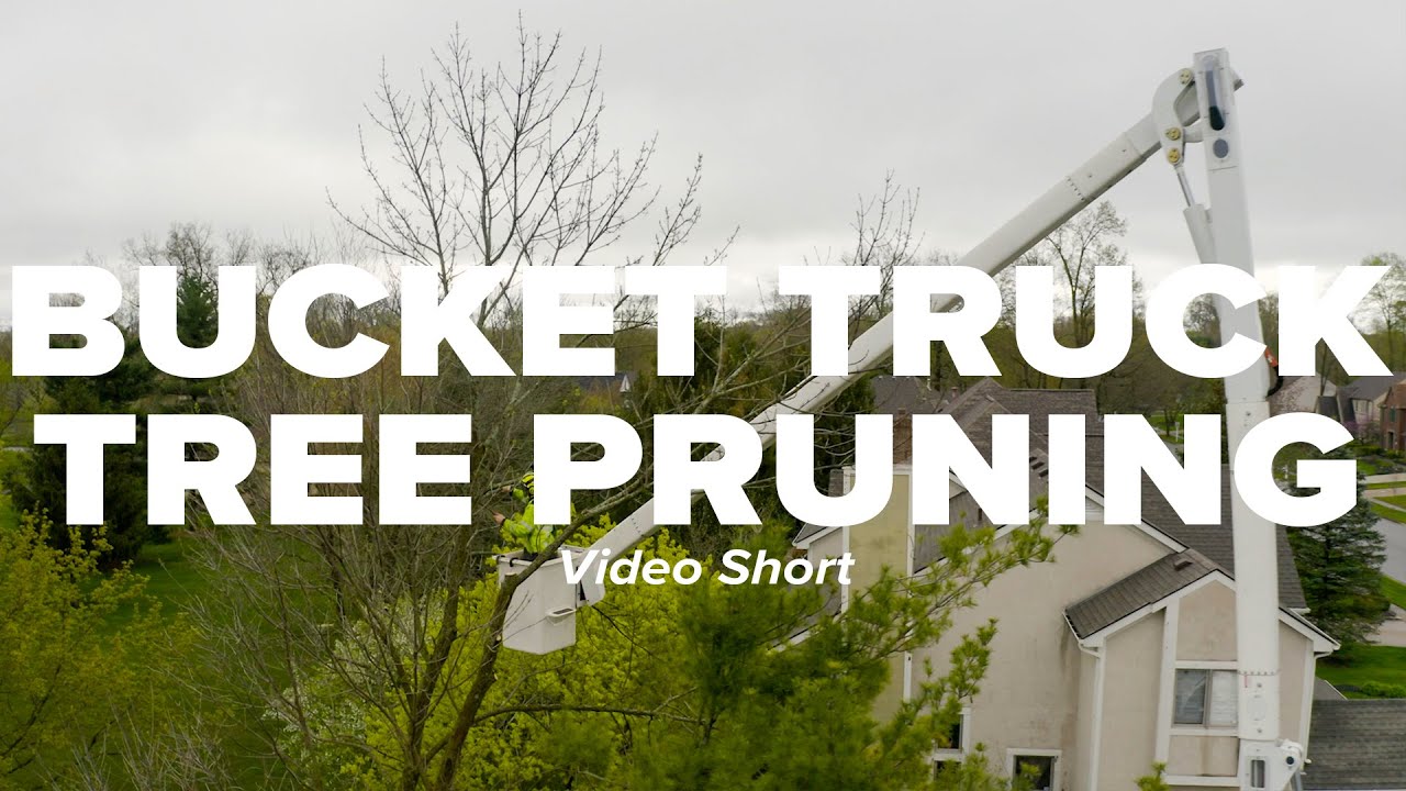 Bucket Truck Tree Pruning Short - YouTube