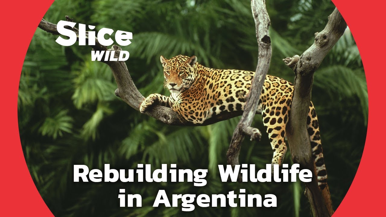 Saving Capybaras and Jaguars from Extinction in Argentina | SLICE WILD ...