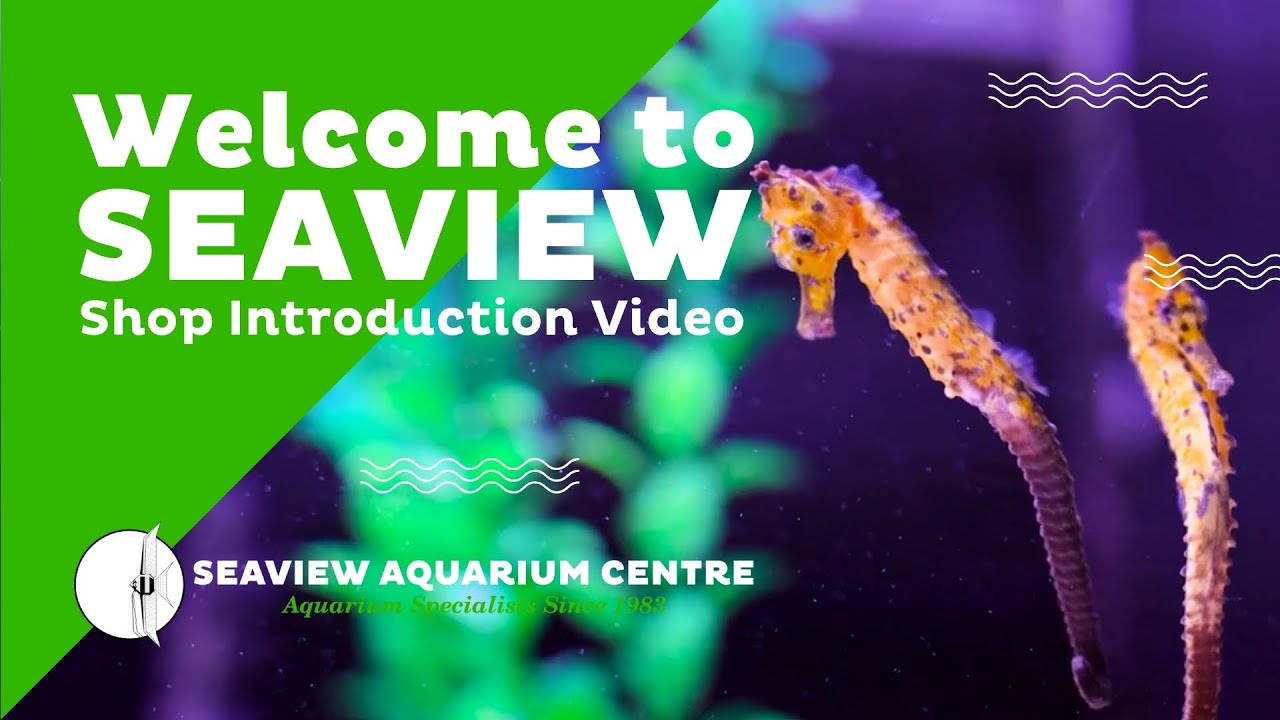 Welcome to Seaview Aquarium! - Shop Introduction - YouTube