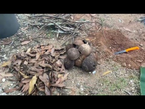 MASAKAN RIMBA : MASAK TELUR DI DALAM TANAH (RENJER PUTERI) - YouTube