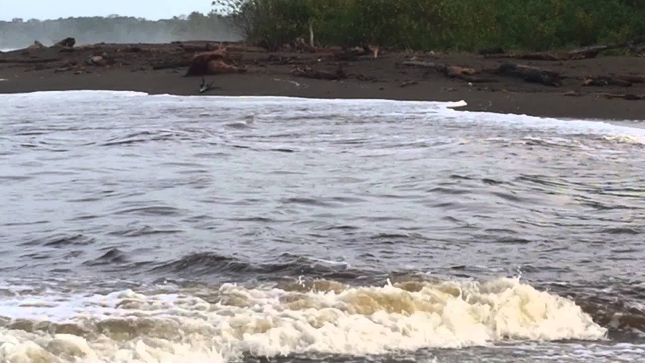 Bullsharks Sirena River Costa Rica - YouTube