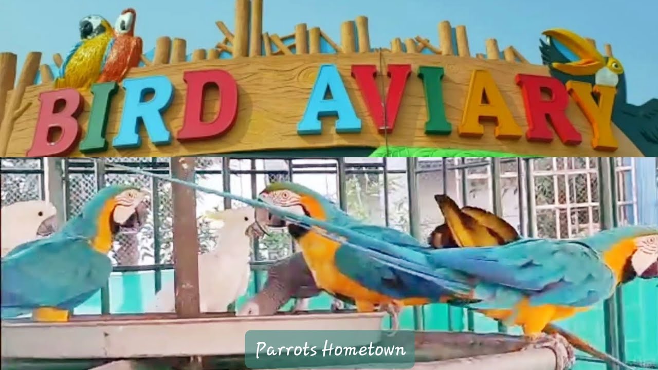 Exotic Birds Aviary - Complete Setup With Birds🐦2023| Birds open outdoor aviary 2023 #cockato # ...