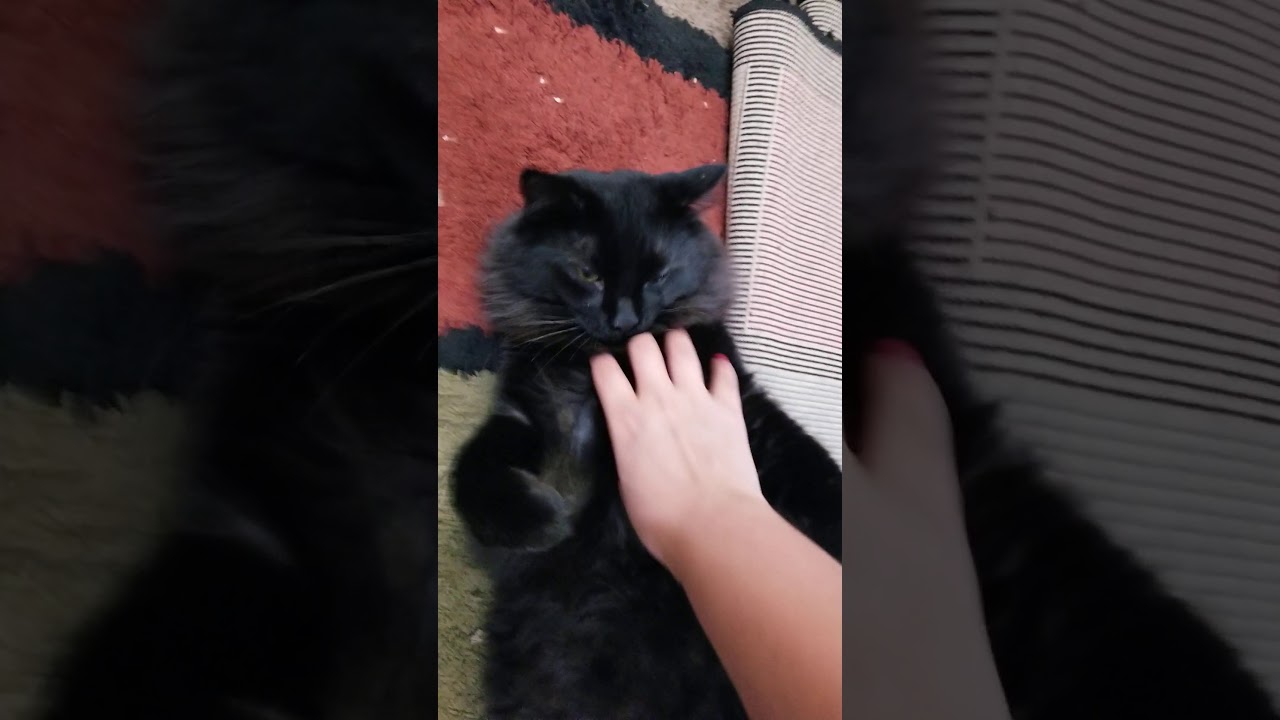Gatito peludo enseñando la pancita 😍 - YouTube