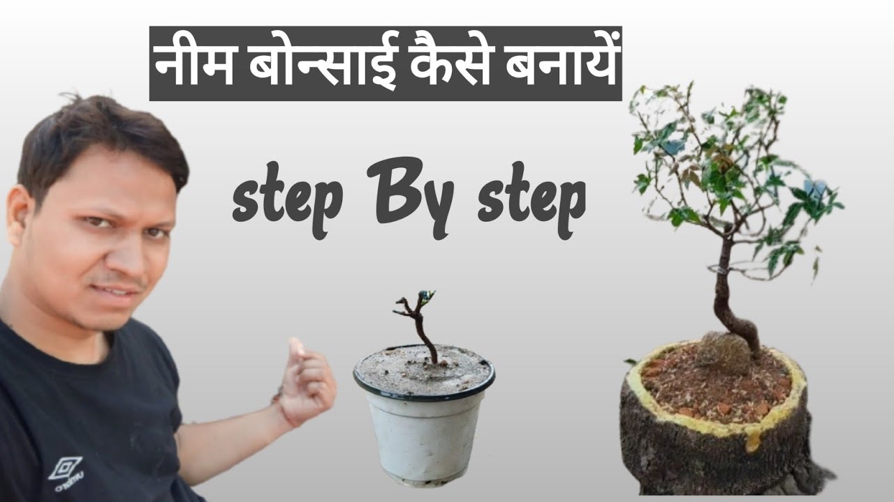 How to make neem Bonsai || नीम बोन्साई पेड़ कैसे बनाये || Care & Tips ...