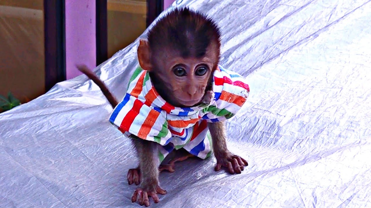 Cute little monkey WENT onan afternoon strol - YouTube