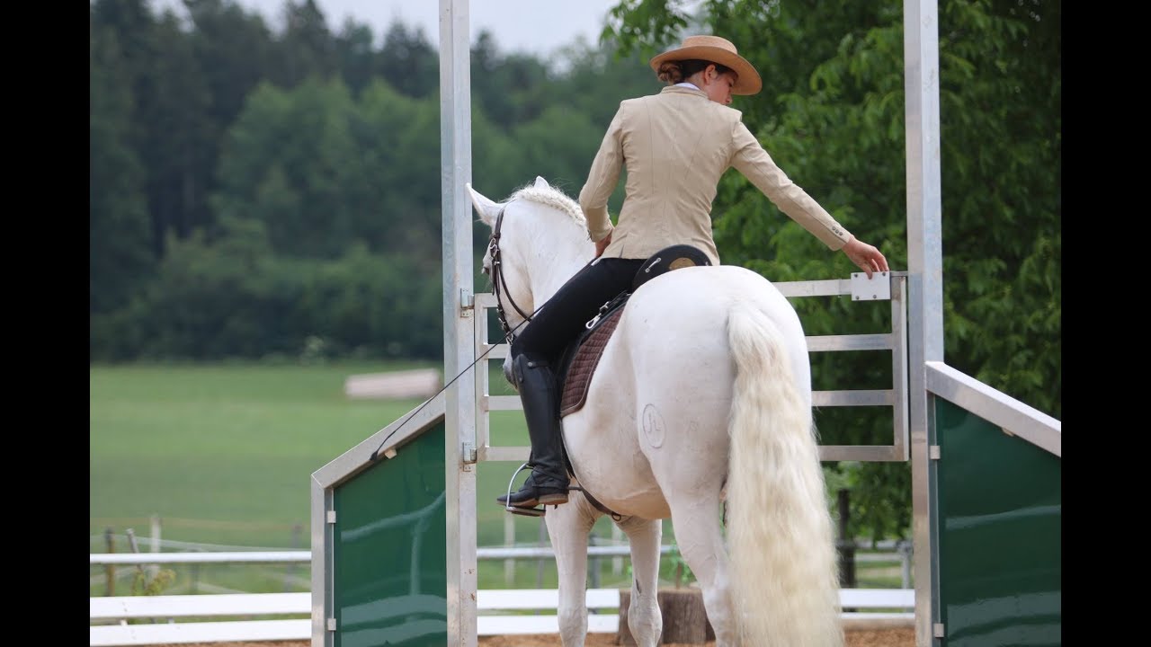 First Working Equitation competition//L - YouTube