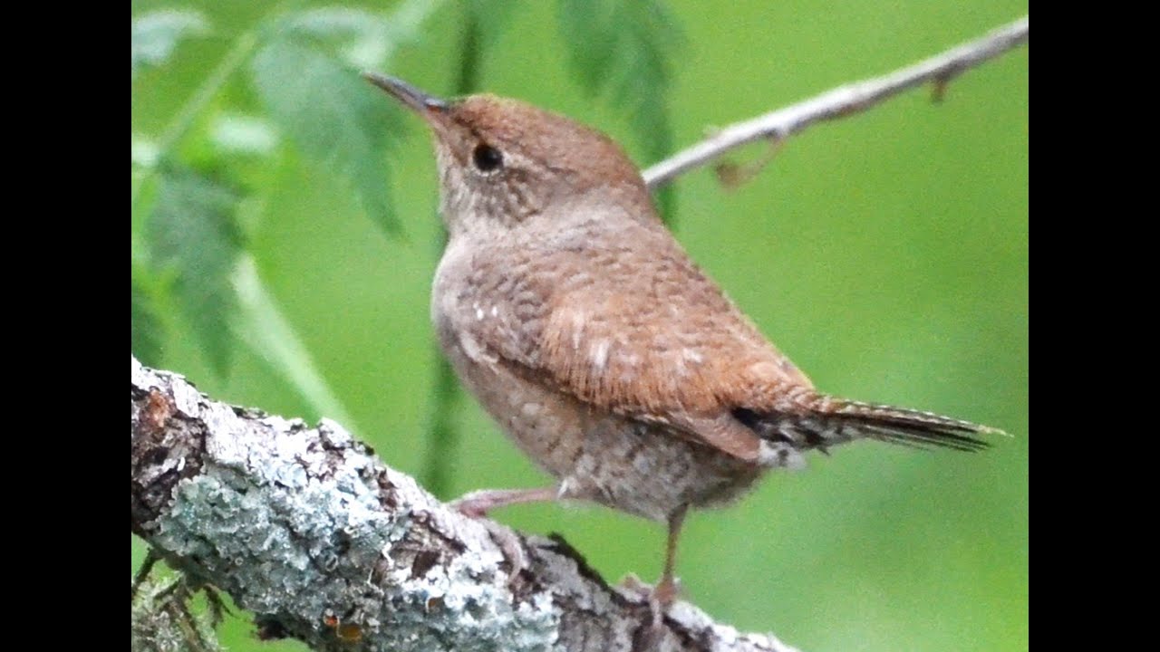 Three wrens - YouTube