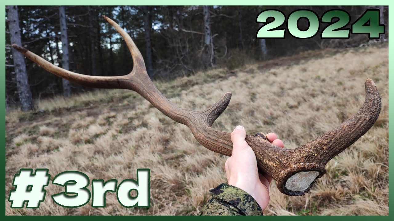 Zrzuty 2024 - 10-pointer Red Deer Antler - 3rd This Year - Zhody ...
