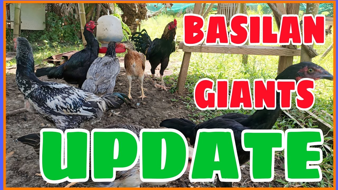 SHAMO BREED AND BASILAN GIANTS UPDATE - YouTube