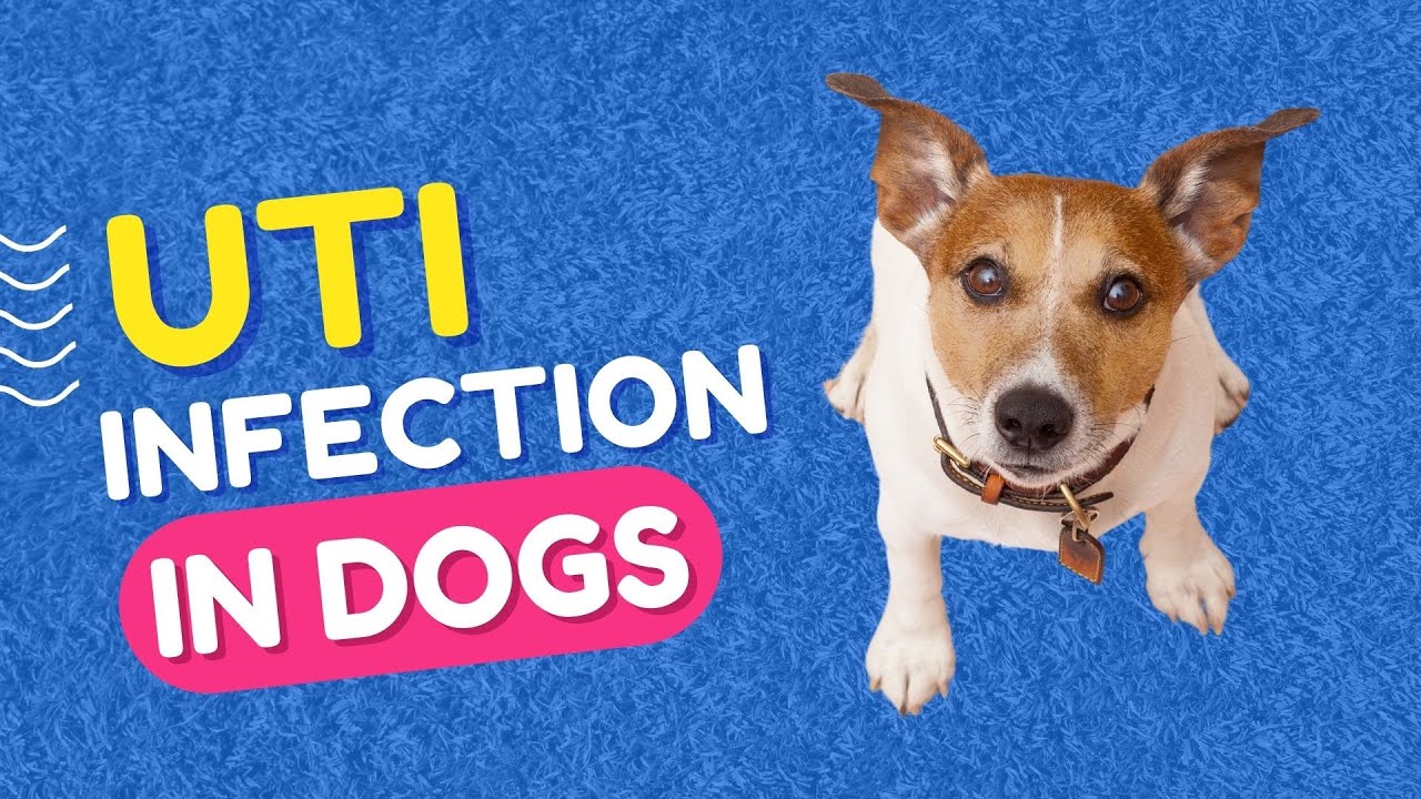 What Causes A UTI Infection In Dogs?? - YouTube
