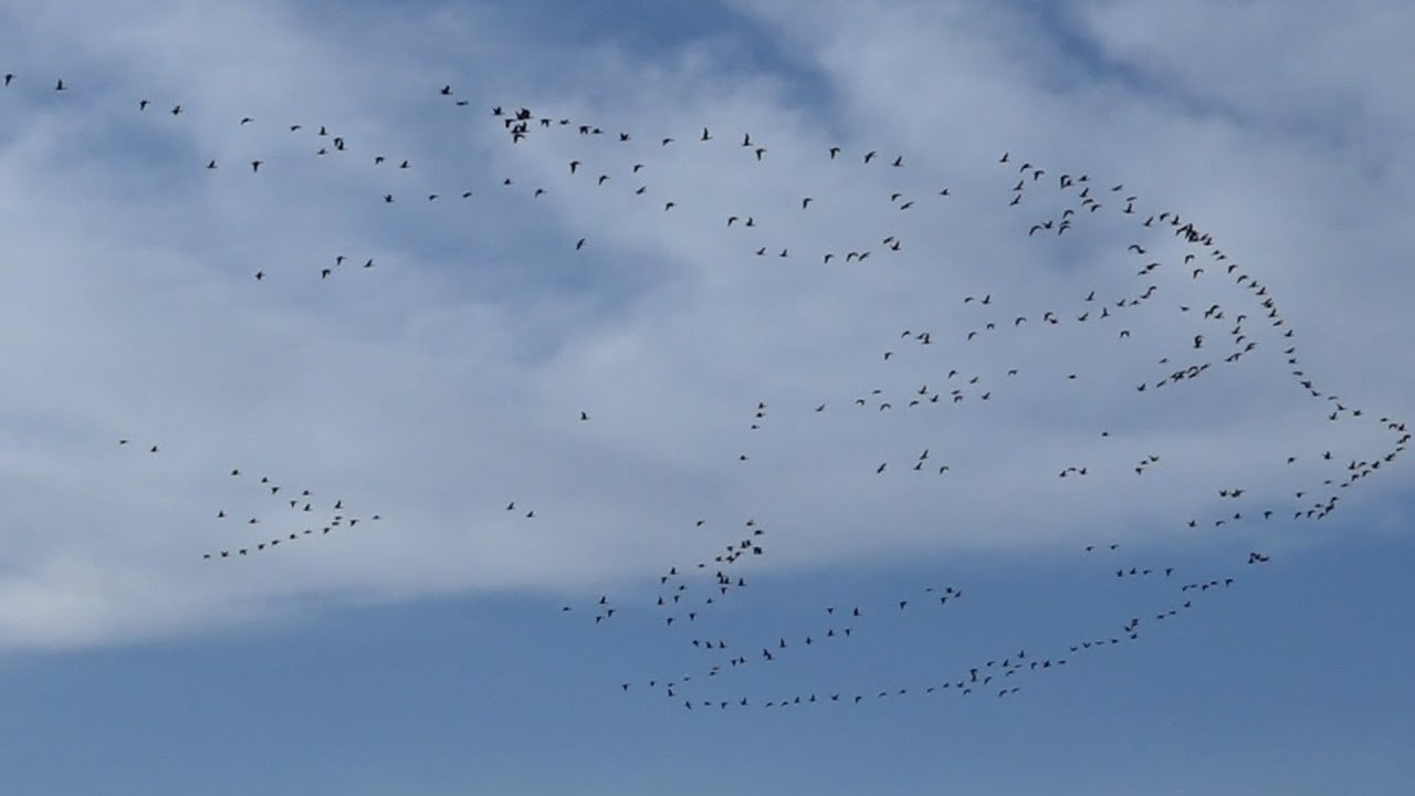 Migrating flock of geese - YouTube