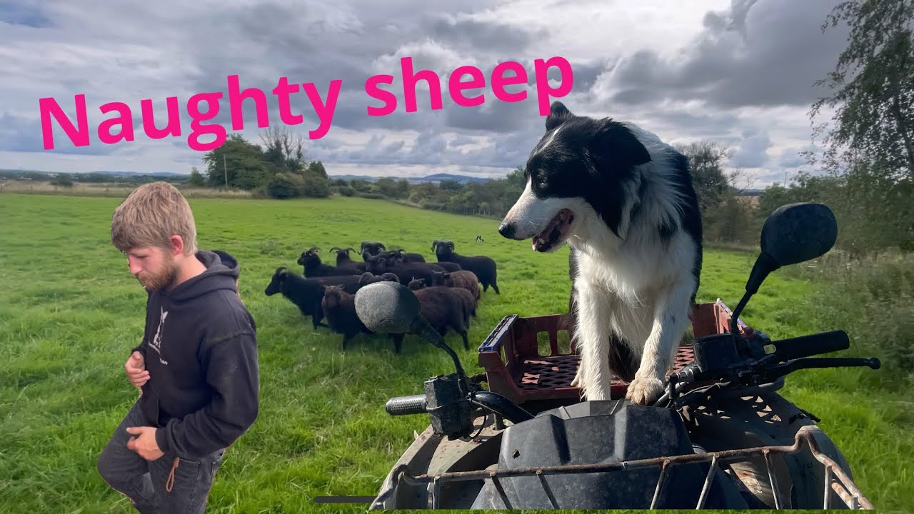 Incredible young border collie herding difficult sheep, amazing dog cam ...
