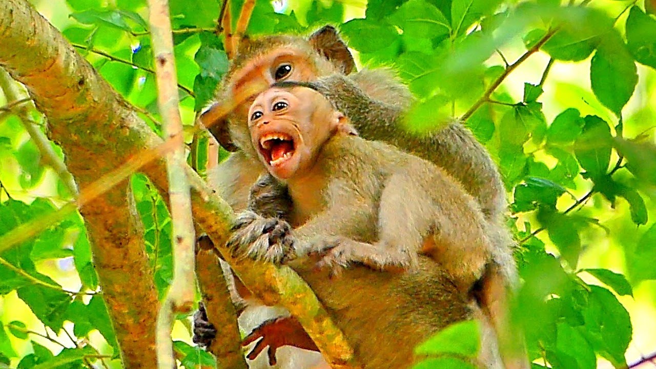 Real Life Monkey In Jungle - YouTube