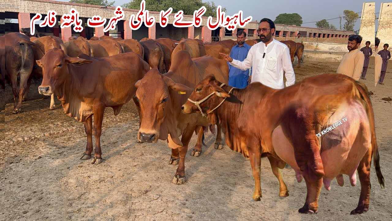 World Famous Sahiwal Cows Dairy and Cattle Farm Part 1 of Malik Amir ...