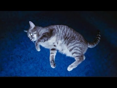 Cat Squirming Around On The Floor - YouTube